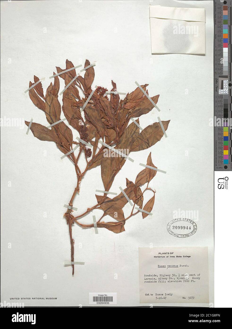 Rumex venosus Pursh Rumex venosus Pursh Stock Photo - Alamy