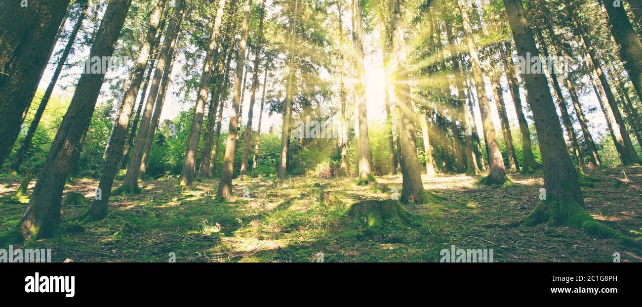 Pine trees with sun hi-res stock photography and images - Alamy