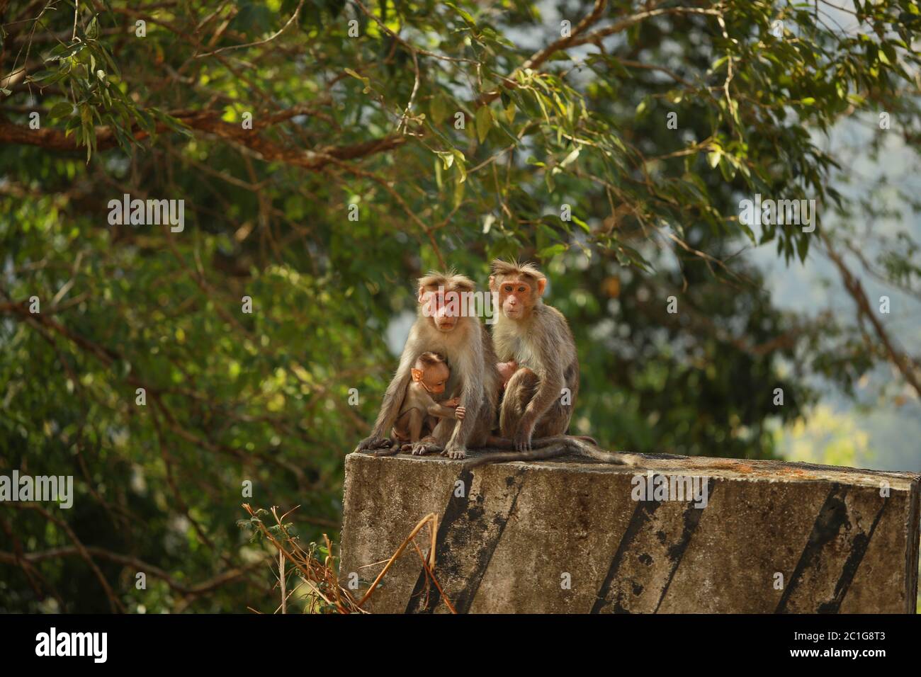 Family of monkeys.Mother and child Rhesus Macaque monkeys, Angkor Wat ...