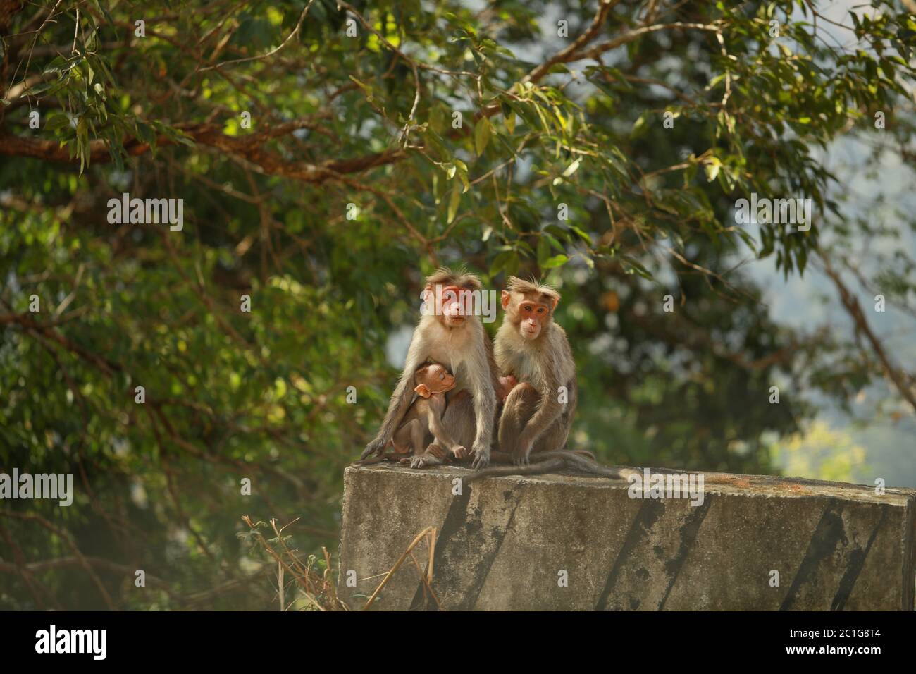 Family of monkeys.Mother and child Rhesus Macaque monkeys, Angkor Wat ...