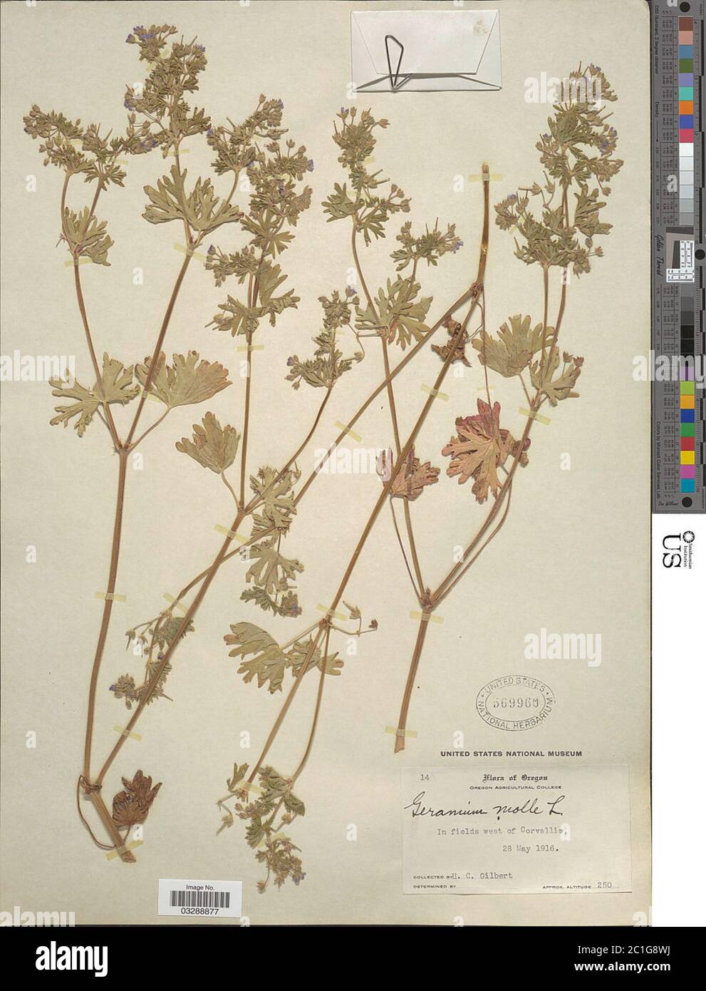 Geranium molle l hi-res stock photography and images - Alamy