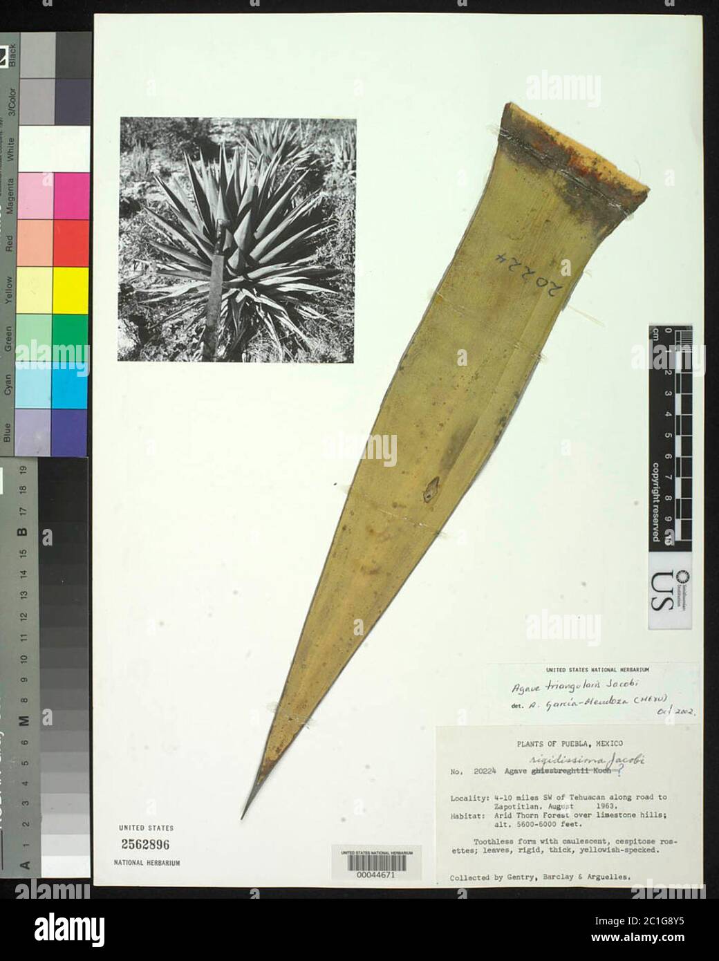 Agave triangularis Jacobi Agave triangularis Jacobi Stock Photo - Alamy