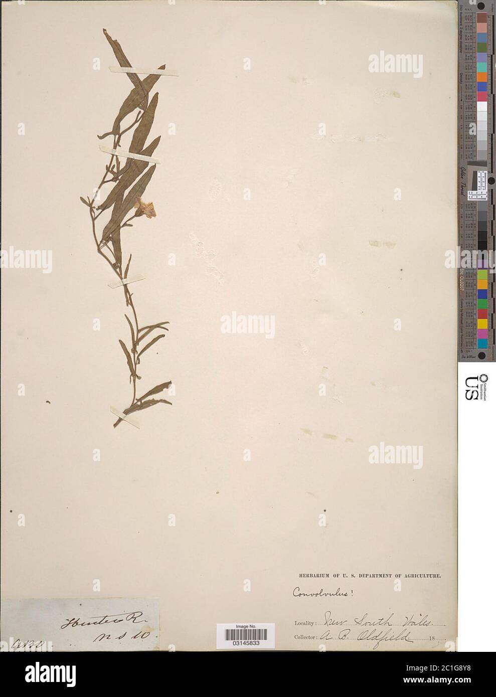 Convolvulus sp hi-res stock photography and images - Alamy