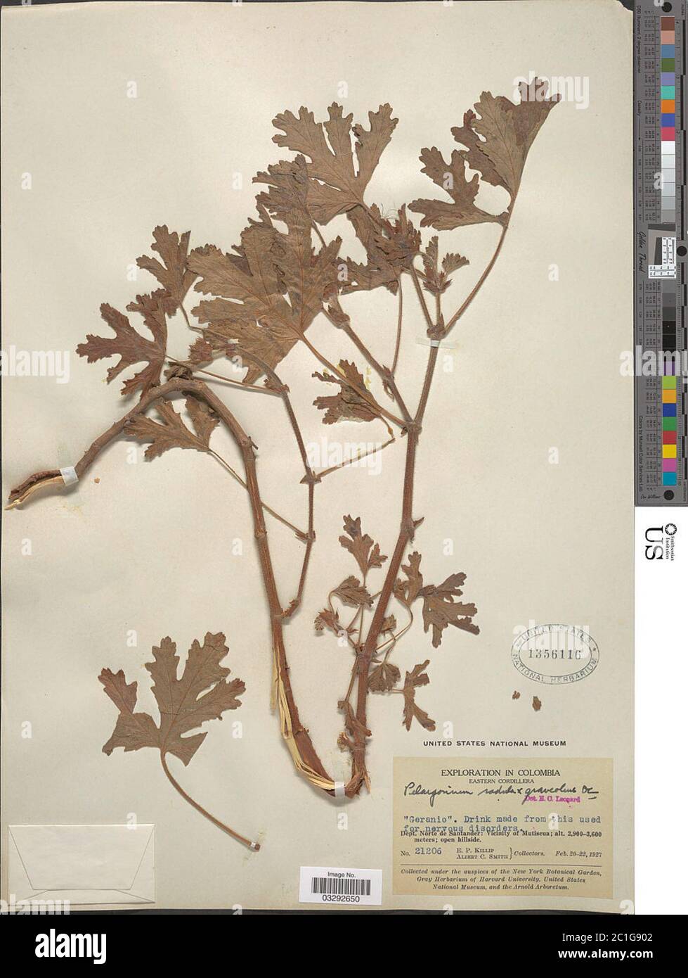 Pelargonium Radula High Resolution Stock Photography and Images - Alamy
