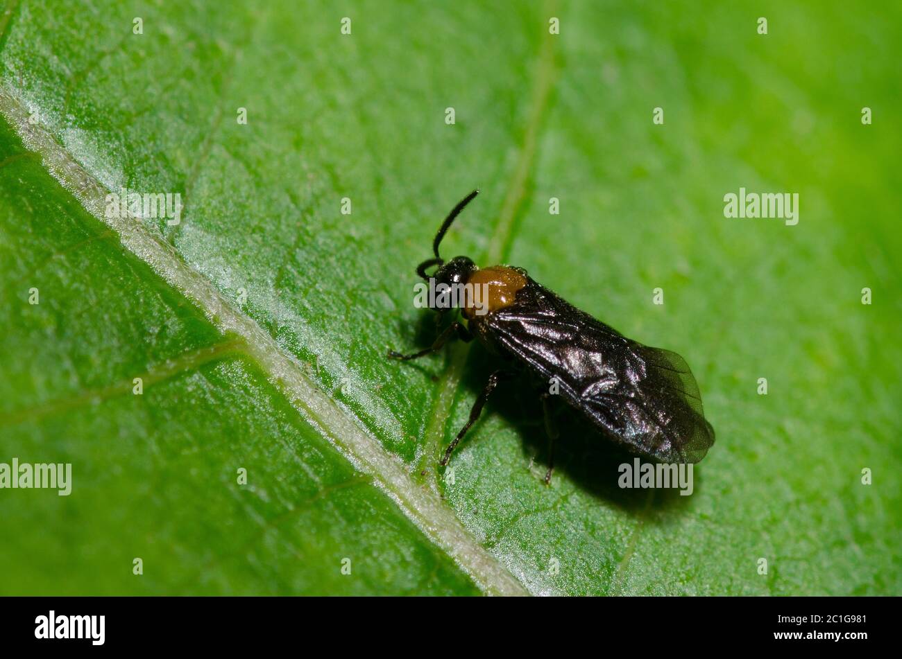 Family argidae hi-res stock photography and images - Alamy