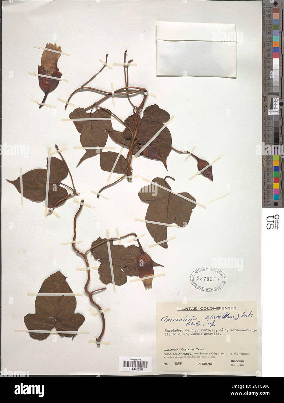 Operculina alata Ham Urb Operculina alata Ham Urb Stock Photo - Alamy