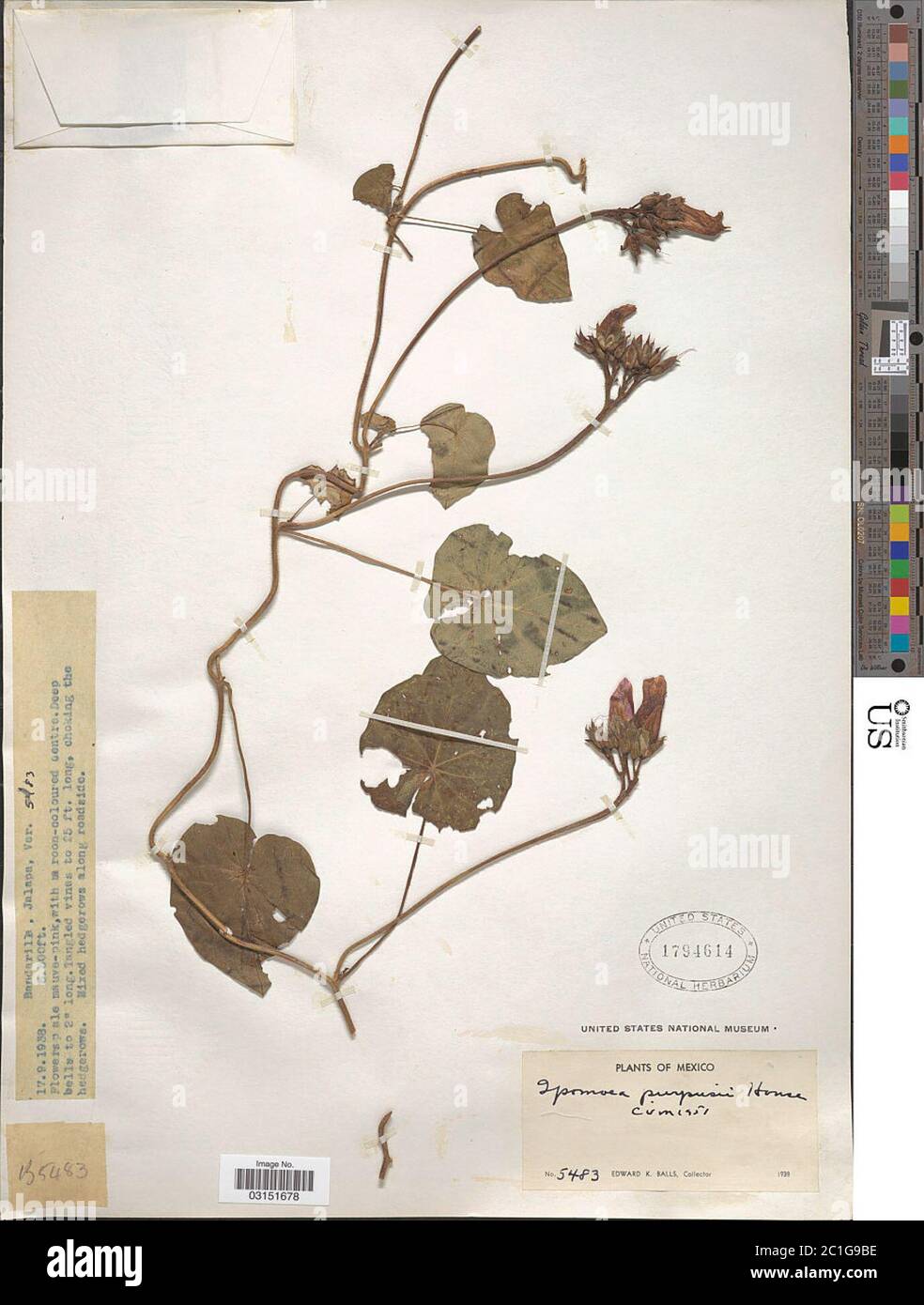 Ipomoea trifida Kunth G Don Ipomoea trifida Kunth G Don Stock Photo - Alamy