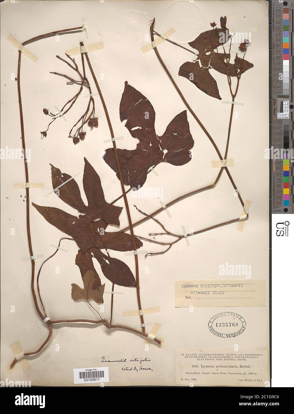 Ipomoea neei Spreng ODonell Ipomoea neei Spreng ODonell Stock Photo - Alamy