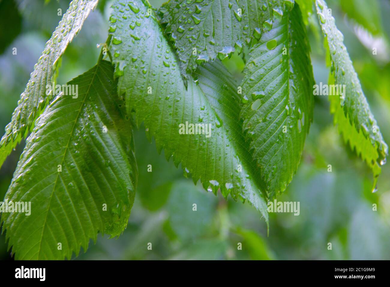 Leaf tree leaves drop hi-res stock photography and images - Alamy