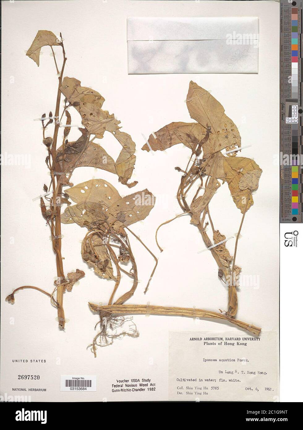 Ipomoea aquatica Forssk Ipomoea aquatica Forssk Stock Photo - Alamy