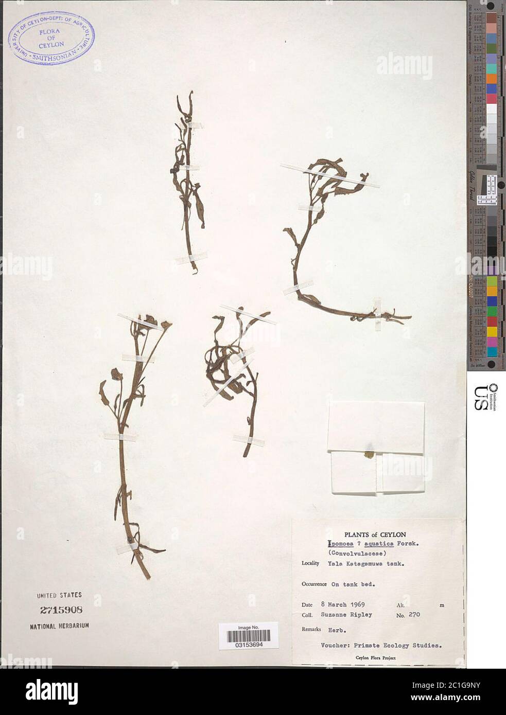 Ipomoea aquatica Forssk Ipomoea aquatica Forssk Stock Photo - Alamy