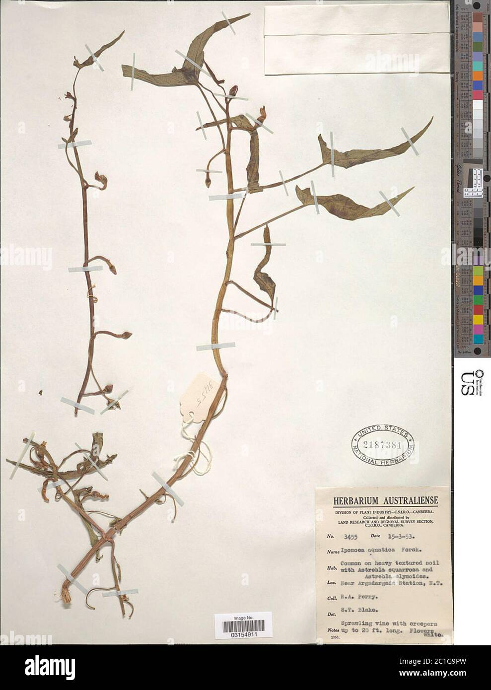 Ipomoea reptans hi-res stock photography and images - Alamy