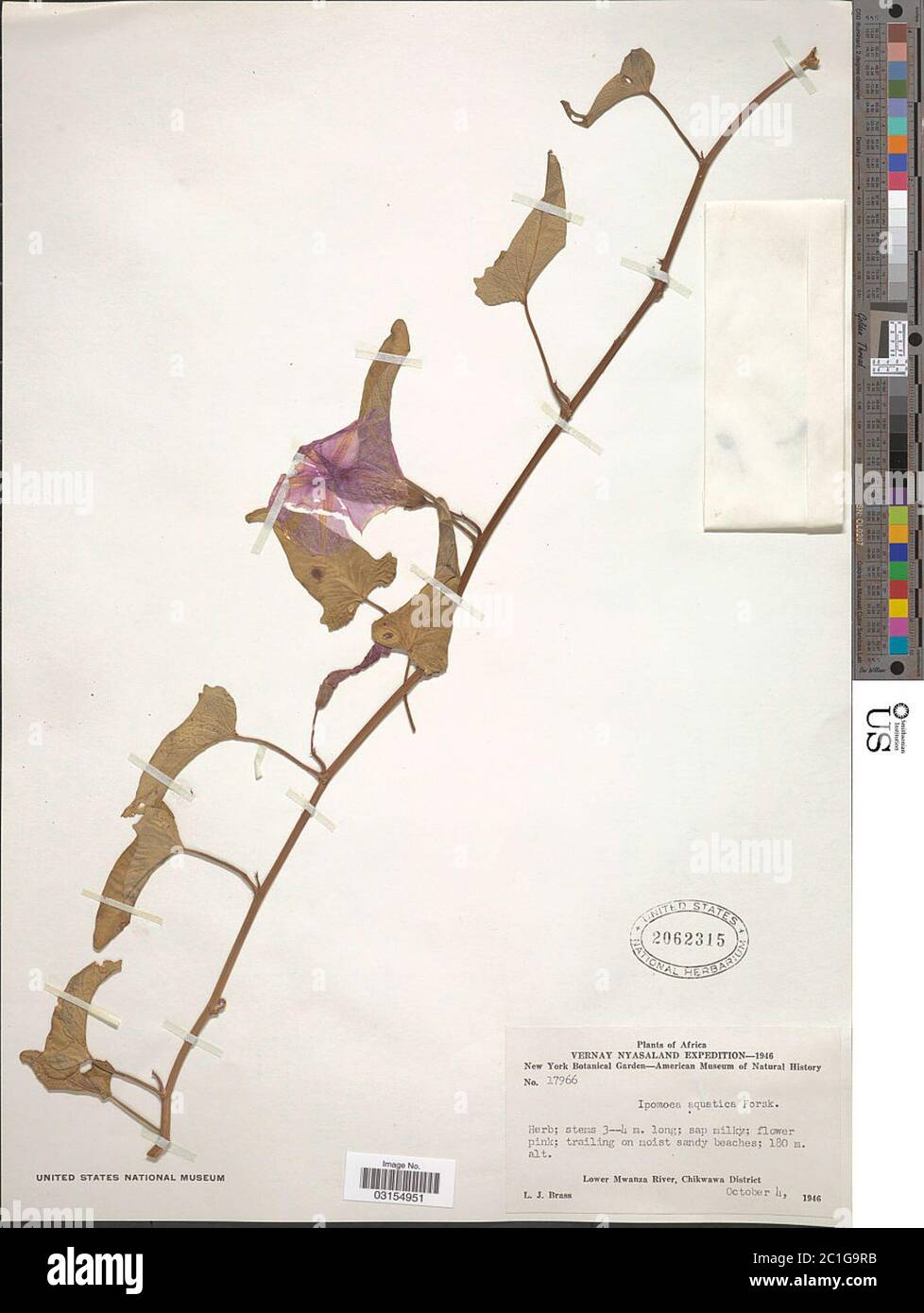 Ipomoea aquatica Forssk Ipomoea aquatica Forssk Stock Photo - Alamy