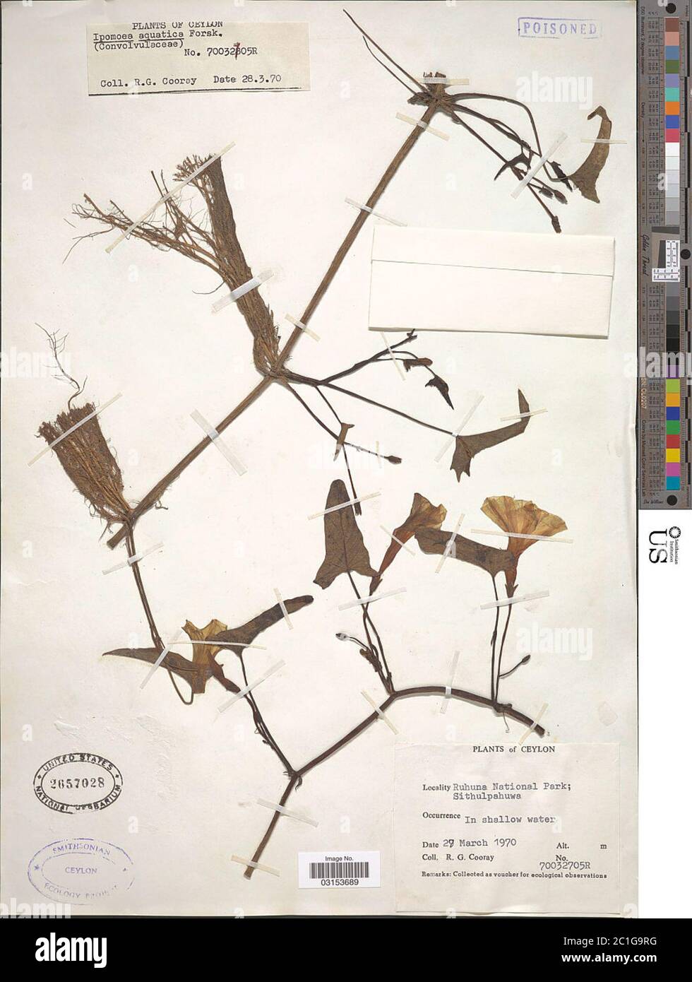 Ipomoea aquatica Forssk Ipomoea aquatica Forssk Stock Photo - Alamy