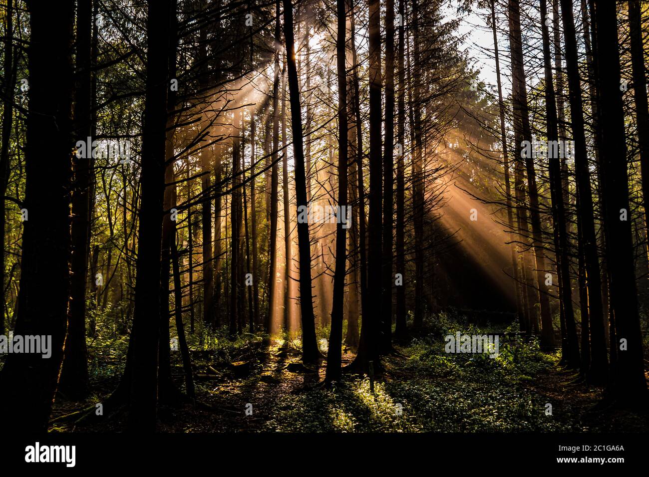 A misty forest back-lit by the sun sending beams of light highlighting ...