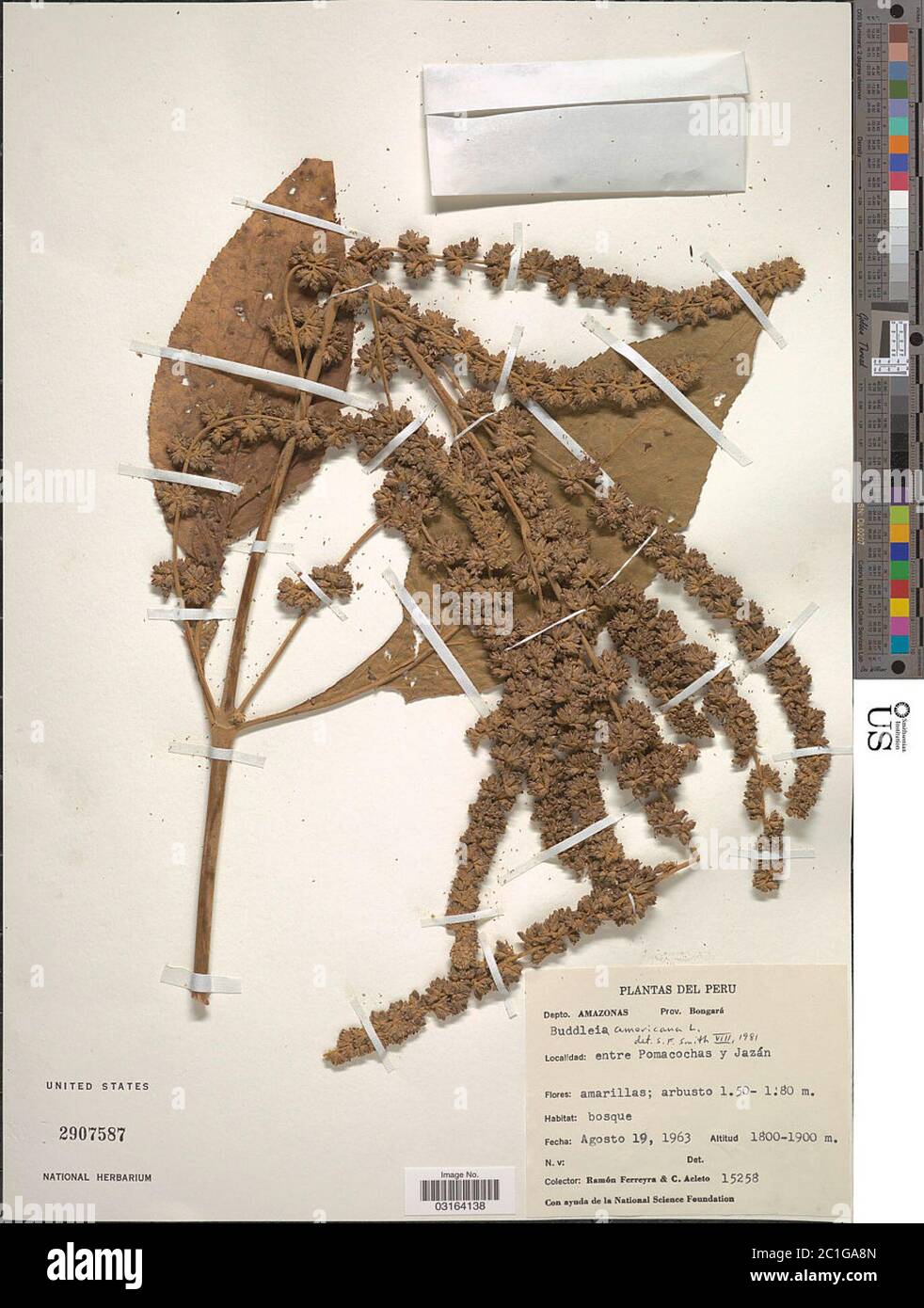 Buddleja americana L Buddleja americana L Stock Photo - Alamy