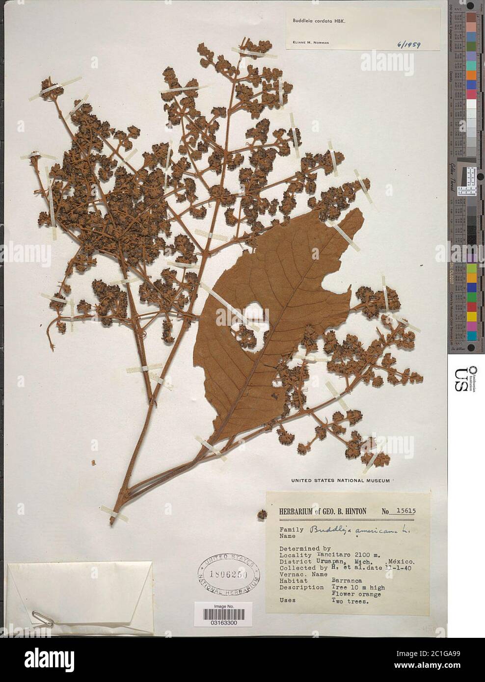 Buddleja americana L Buddleja americana L Stock Photo - Alamy