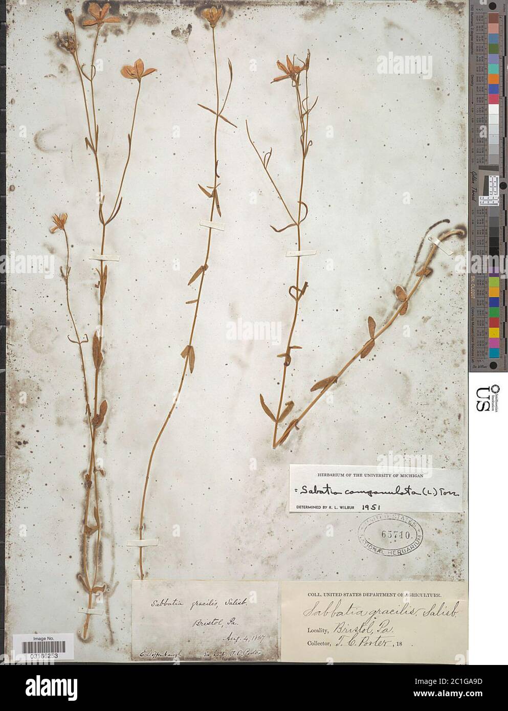 Sabatia campanulata hi-res stock photography and images - Alamy