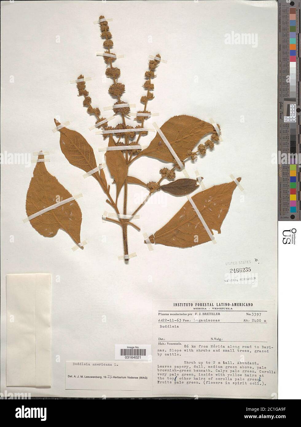 Buddleja americana L Buddleja americana L Stock Photo - Alamy