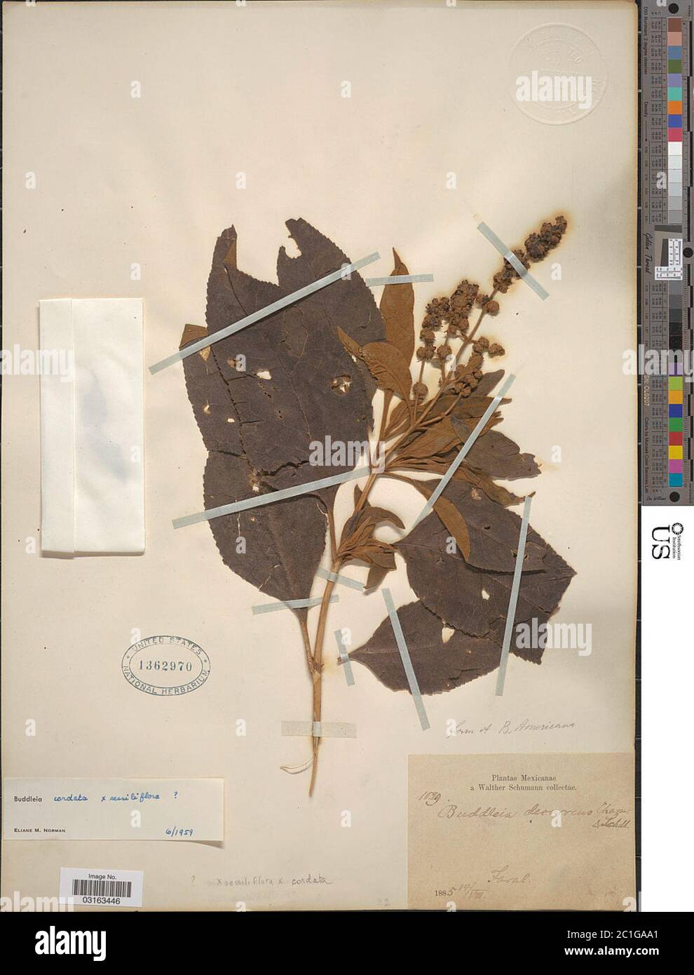 Buddleja cordata Kunth Buddleja cordata Kunth Stock Photo - Alamy