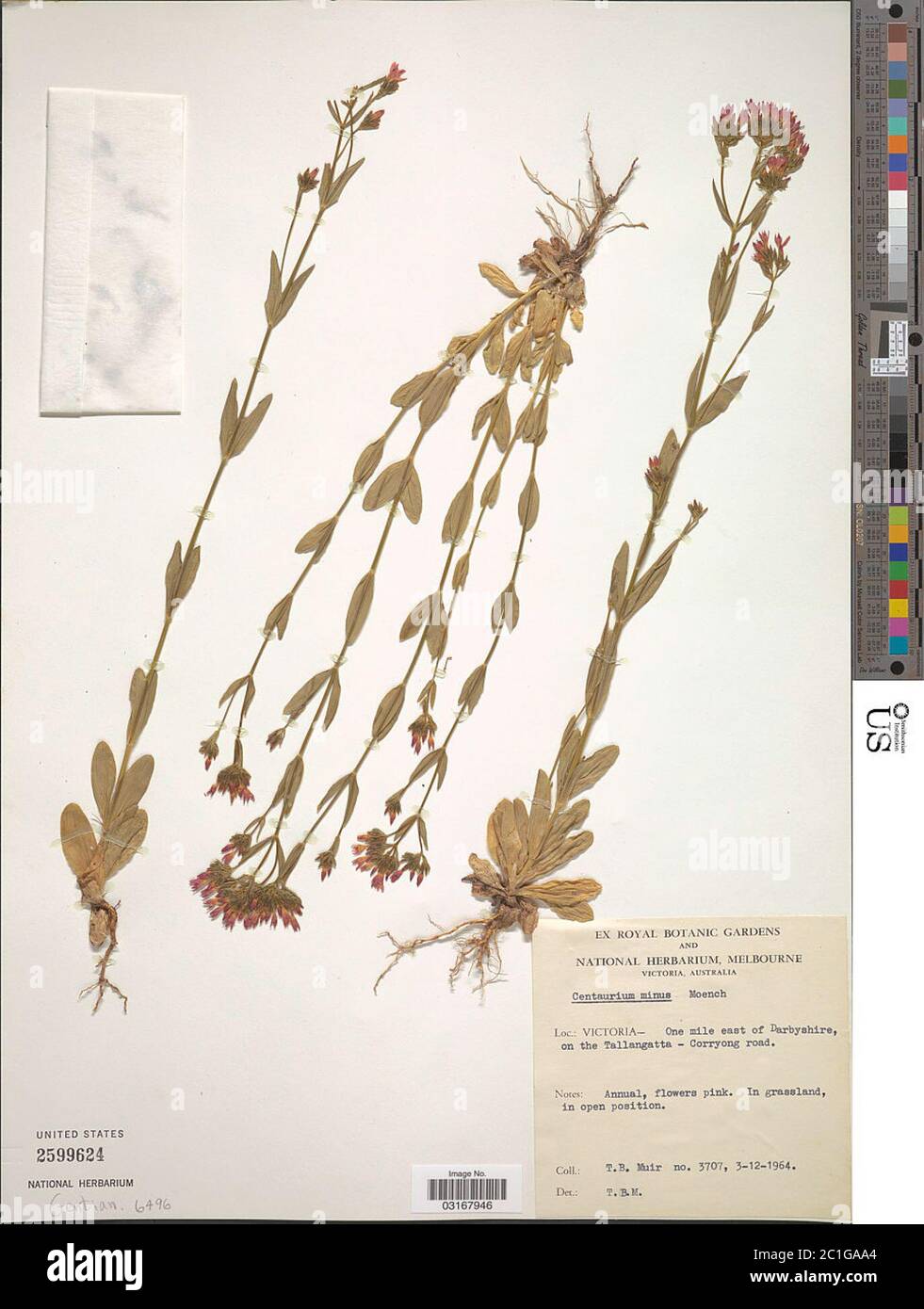 Centaurium minus Garsault Centaurium minus Garsault Stock Photo - Alamy