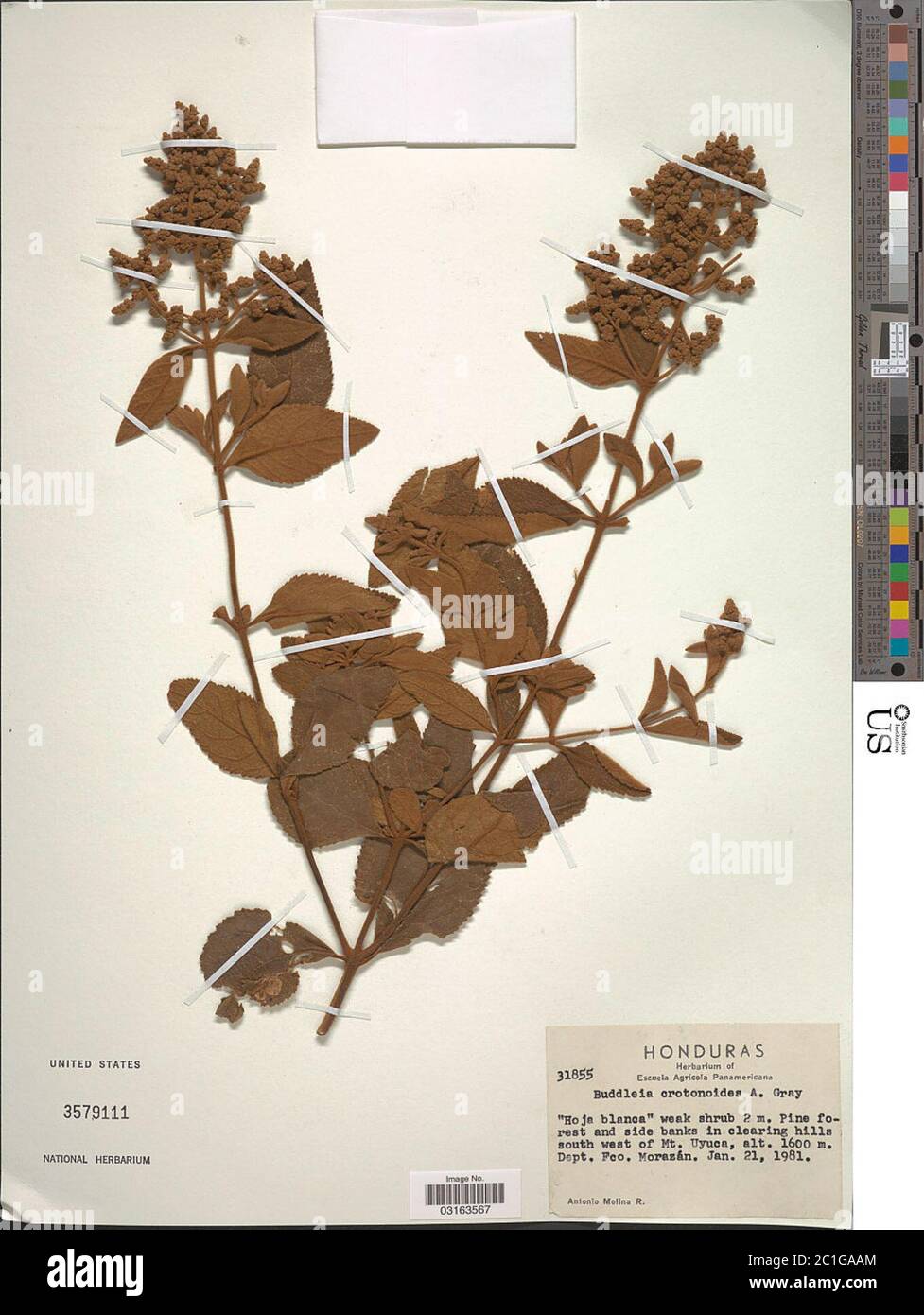 Buddleja crotonoides A Gray Buddleja crotonoides A Gray Stock Photo - Alamy