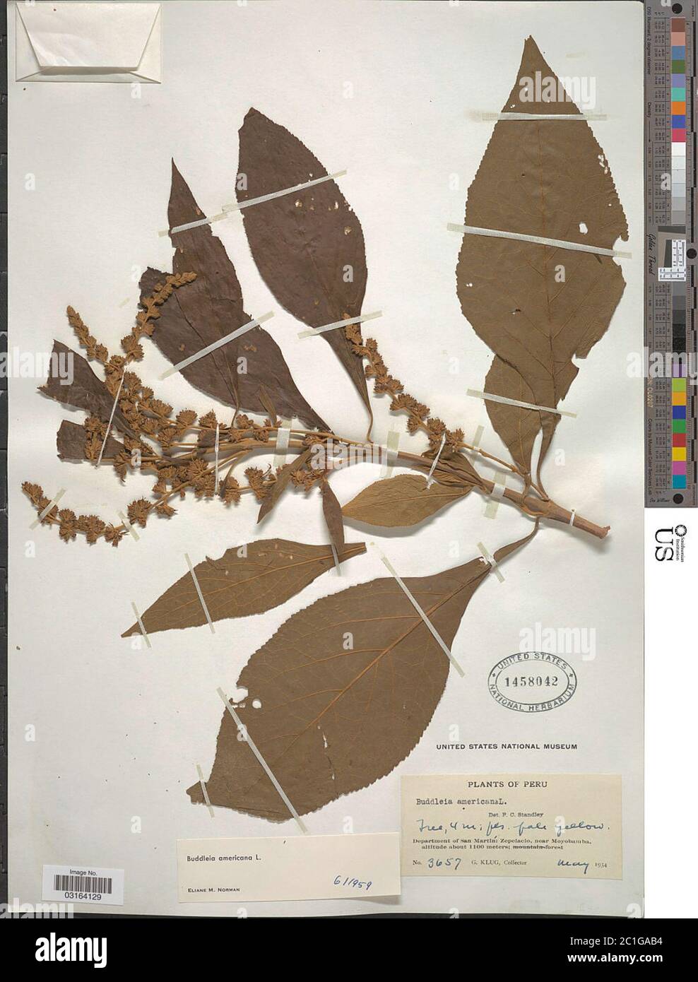 Buddleja americana L Buddleja americana L Stock Photo - Alamy