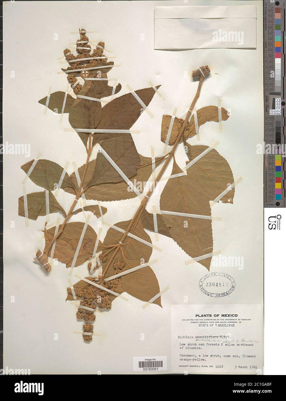 Buddleja americana L Buddleja americana L Stock Photo - Alamy