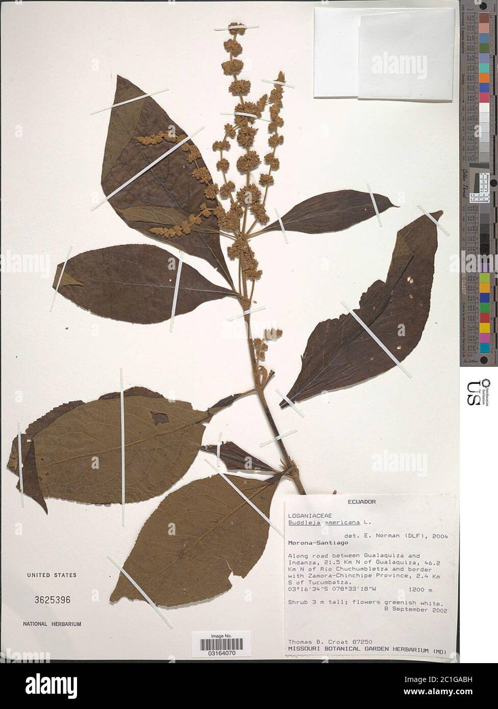 Buddleja americana L Buddleja americana L Stock Photo - Alamy