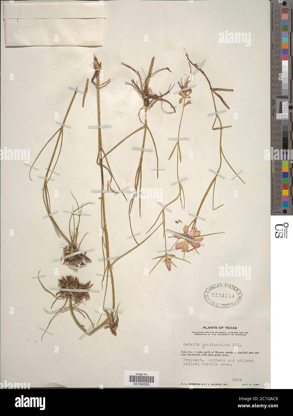 Sabatia glutianoides Sabatia glutianoides Stock Photo - Alamy