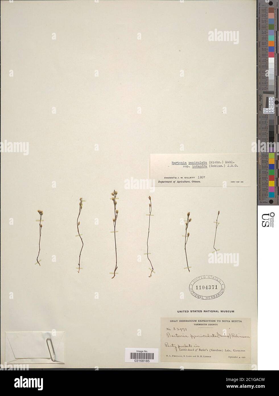 Bartonia paniculata Michx Muhl Bartonia paniculata Michx Muhl Stock ...
