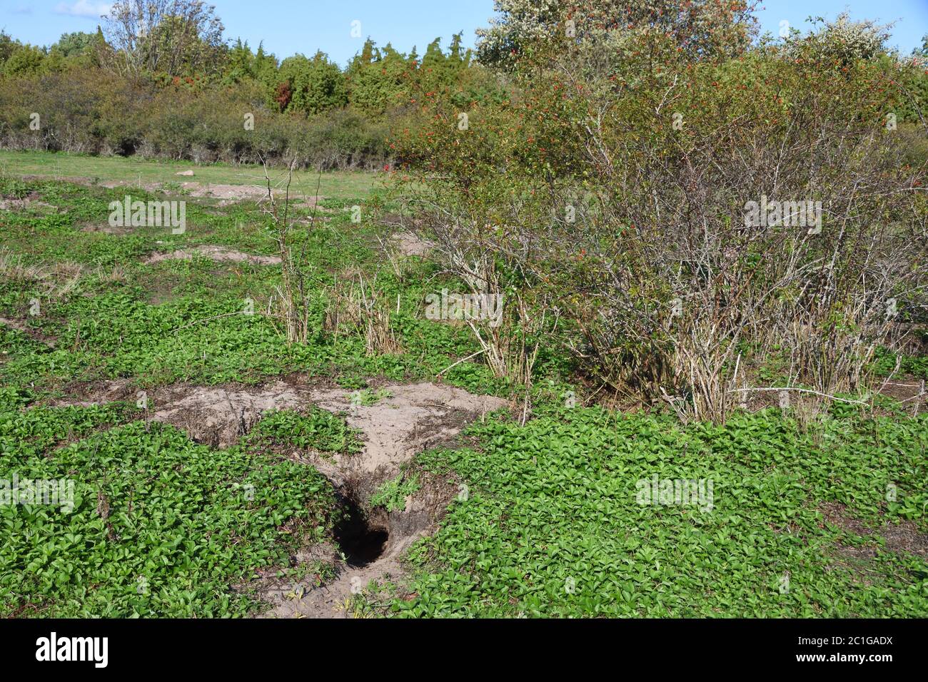 Rabbit holes hi-res stock photography and images - Alamy