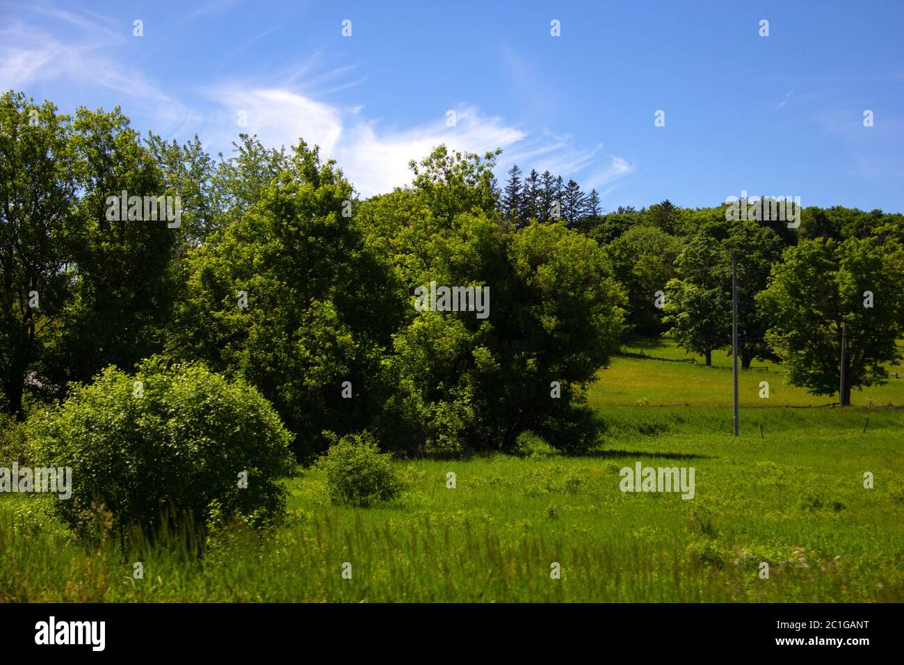 Evergreen trees field hi-res stock photography and images - Alamy