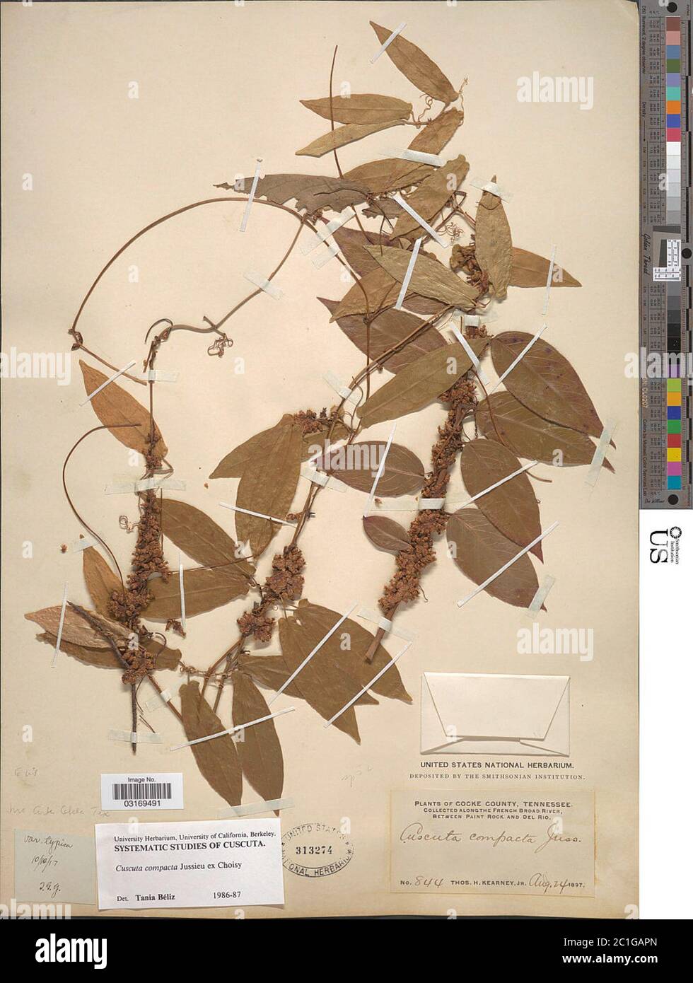 Cuscuta compacta hi-res stock photography and images - Alamy