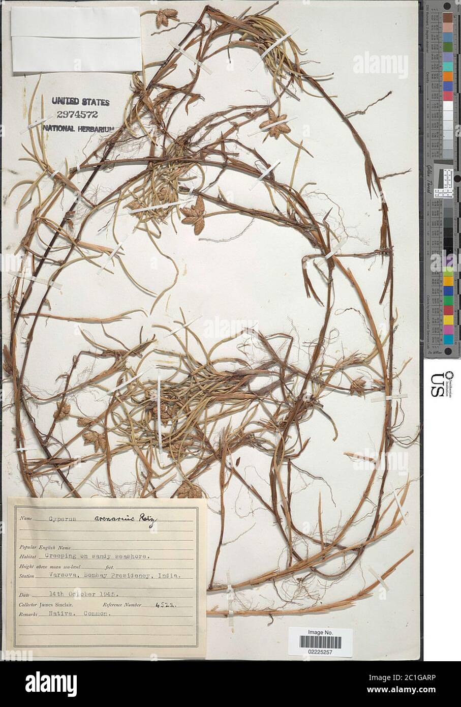 Cyperus arenarius Retz Cyperus arenarius Retz Stock Photo - Alamy