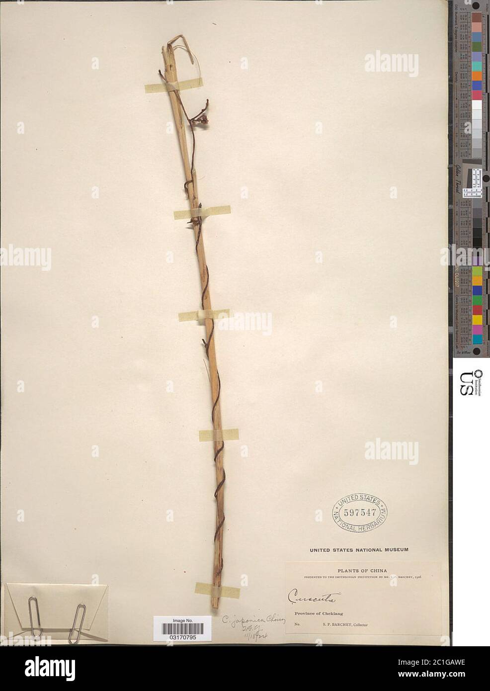 Cuscuta japonica Cuscuta japonica Stock Photo - Alamy