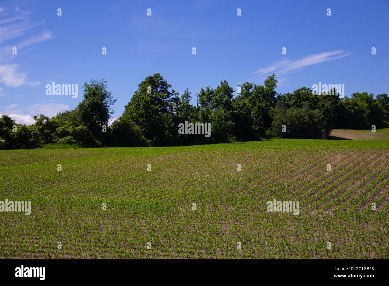 Crops planted in a field Stock Photo - Alamy