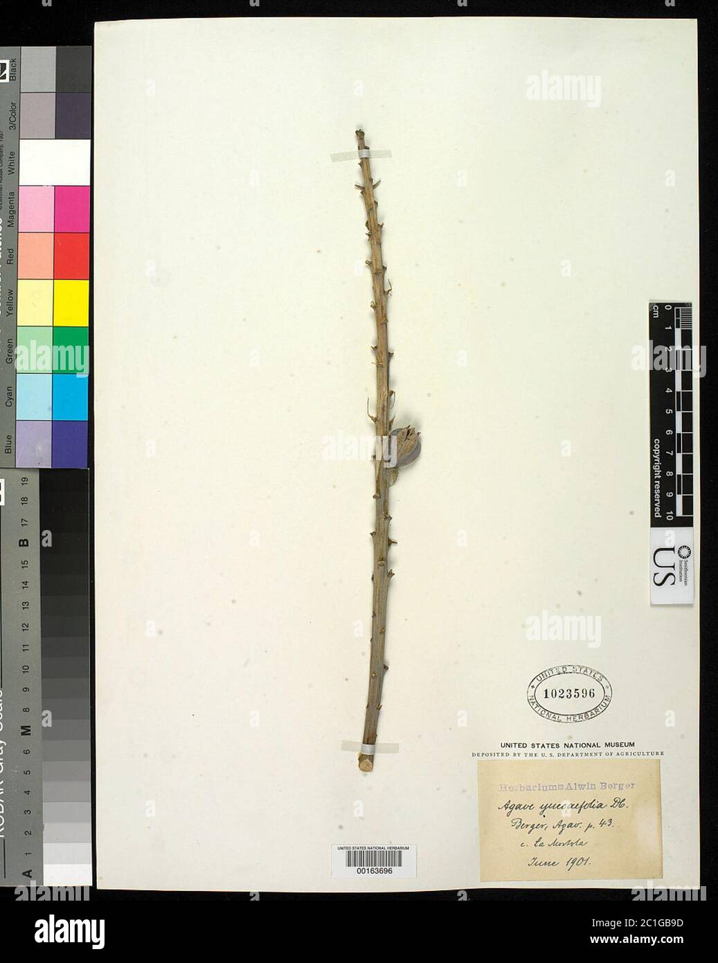 Yucca fiber hi-res stock photography and images - Alamy