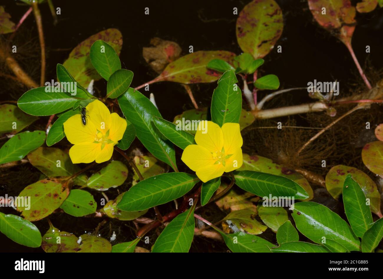 Floating primrose-willow, Ludwigia peploides Stock Photo - Alamy