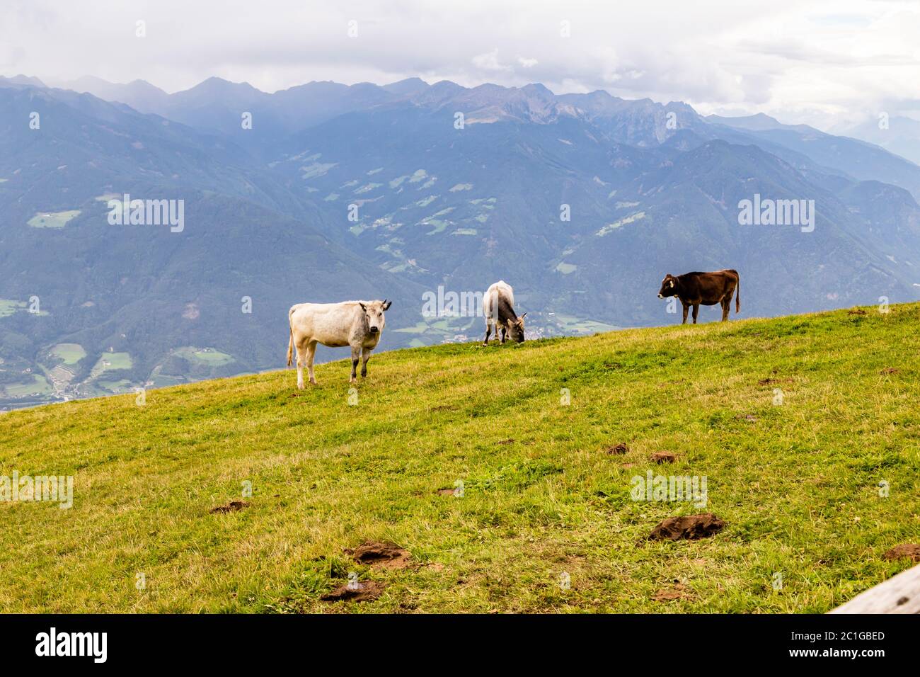 Cattle italy hi-res stock photography and images - Alamy