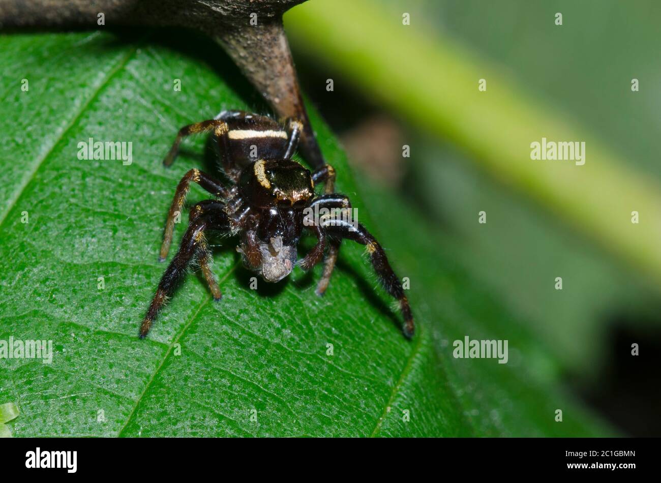 Jumping Spider, Paraphidippus aurantius, male with prey Stock Photo - Alamy