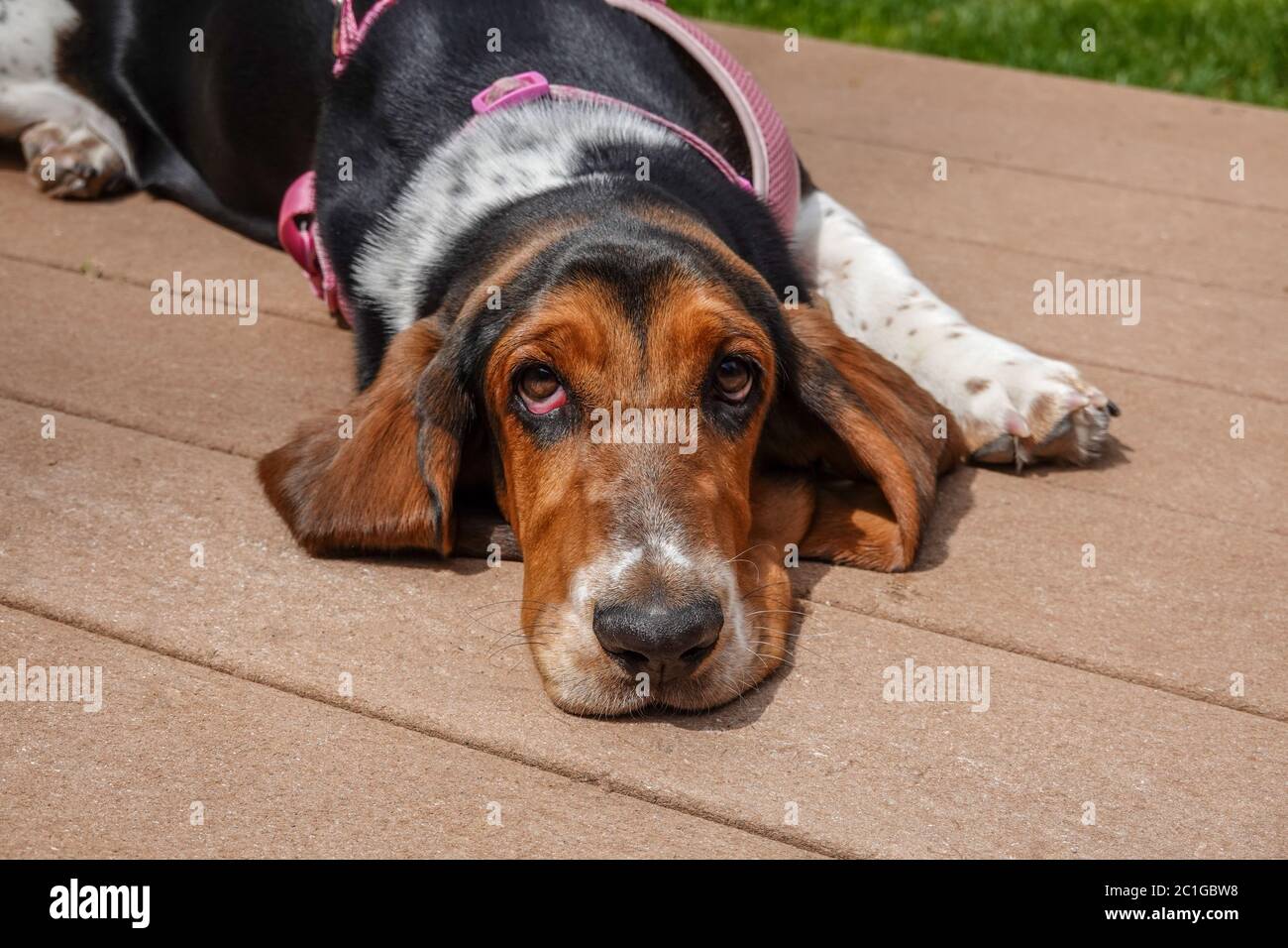 Ear Eye Nose High Resolution Stock Photography and Images - Alamy