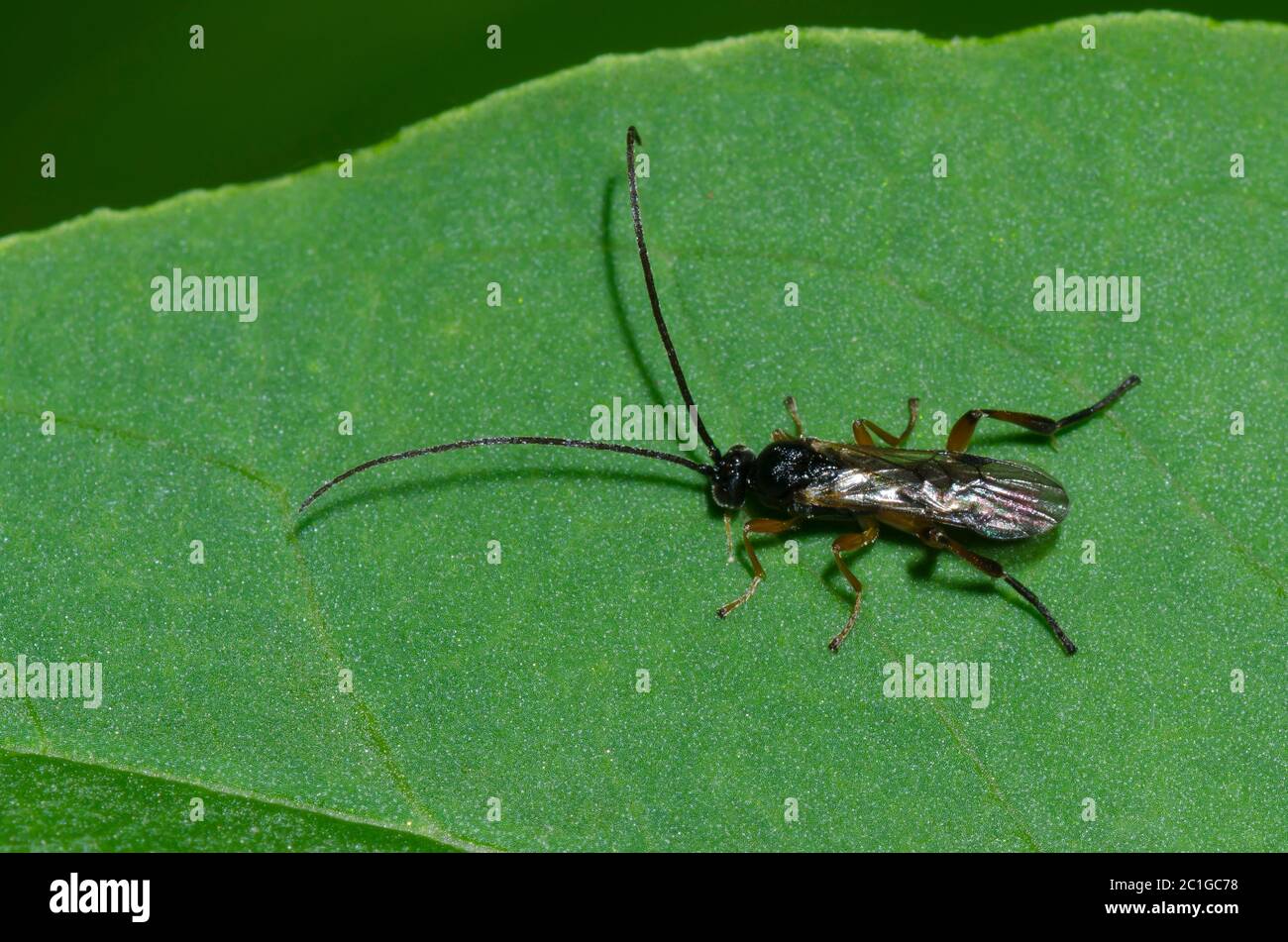 Braconid Wasp, Family Braconidae Stock Photo - Alamy