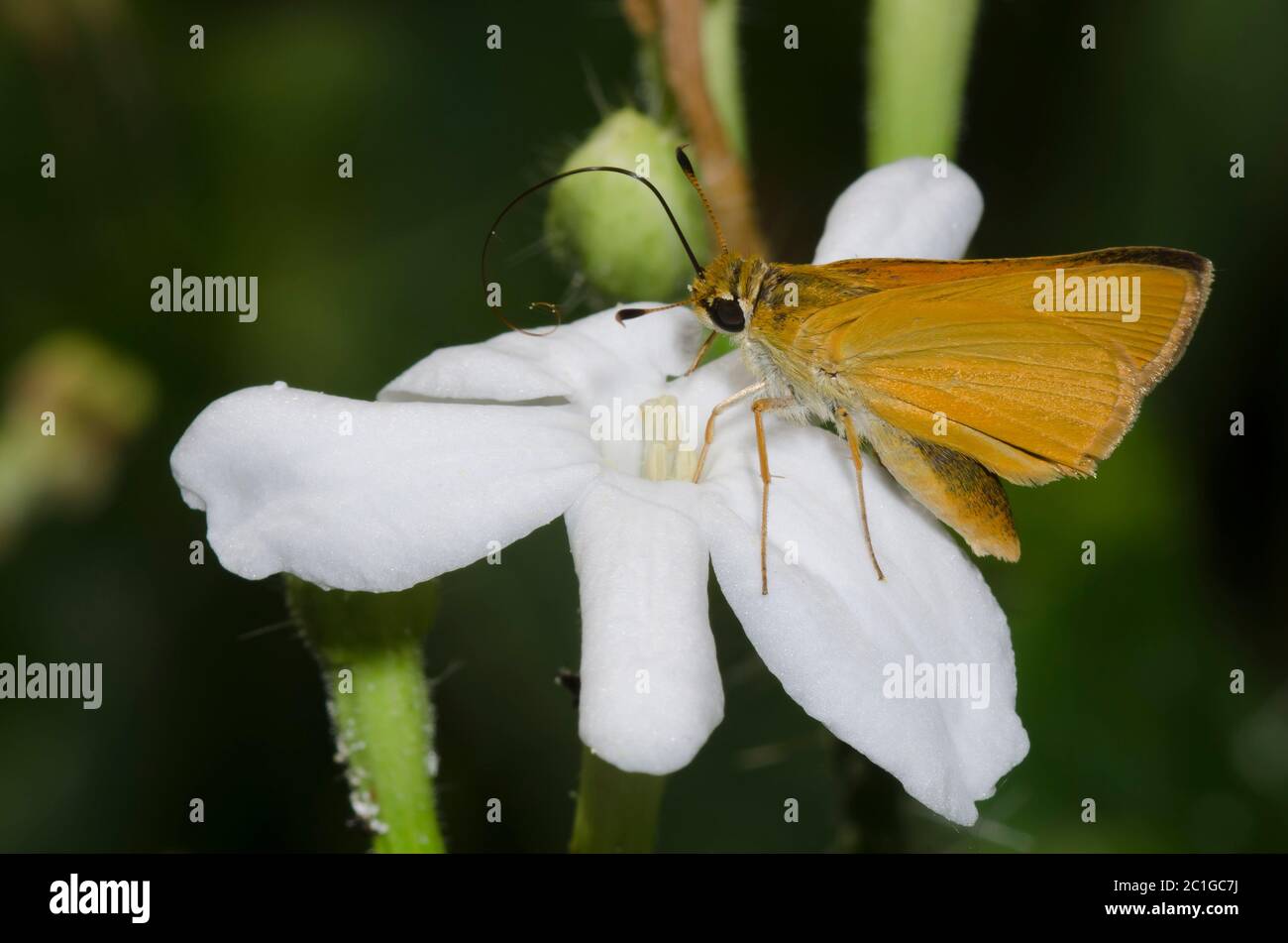 Delaware Skipper, Anatrytone logan, female nectaring from Texas ...