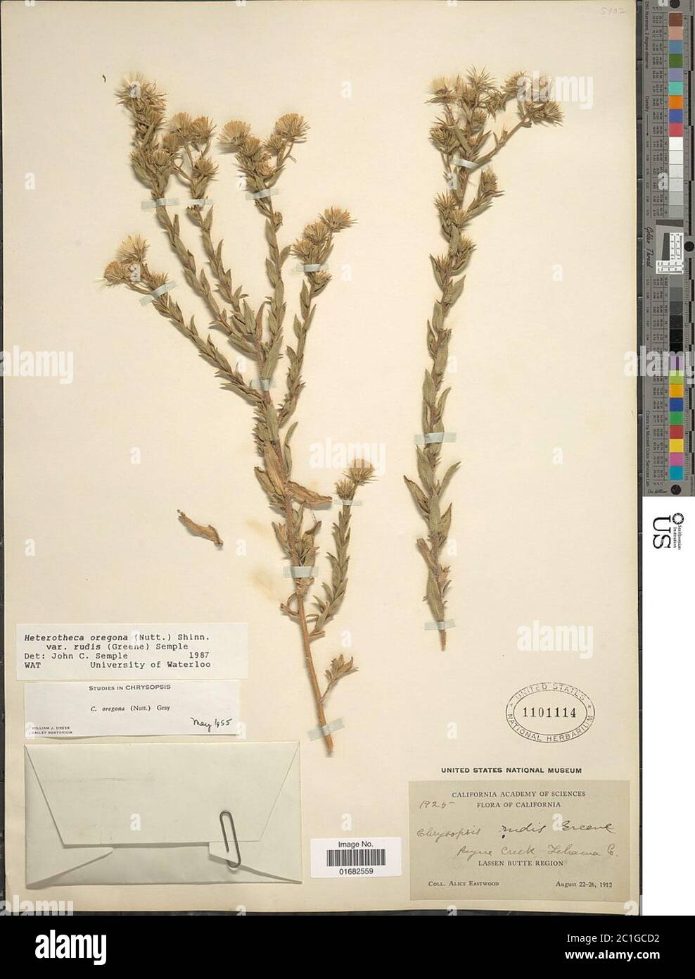 Heterotheca oregona var rudis Greene Semple Heterotheca oregona var ...