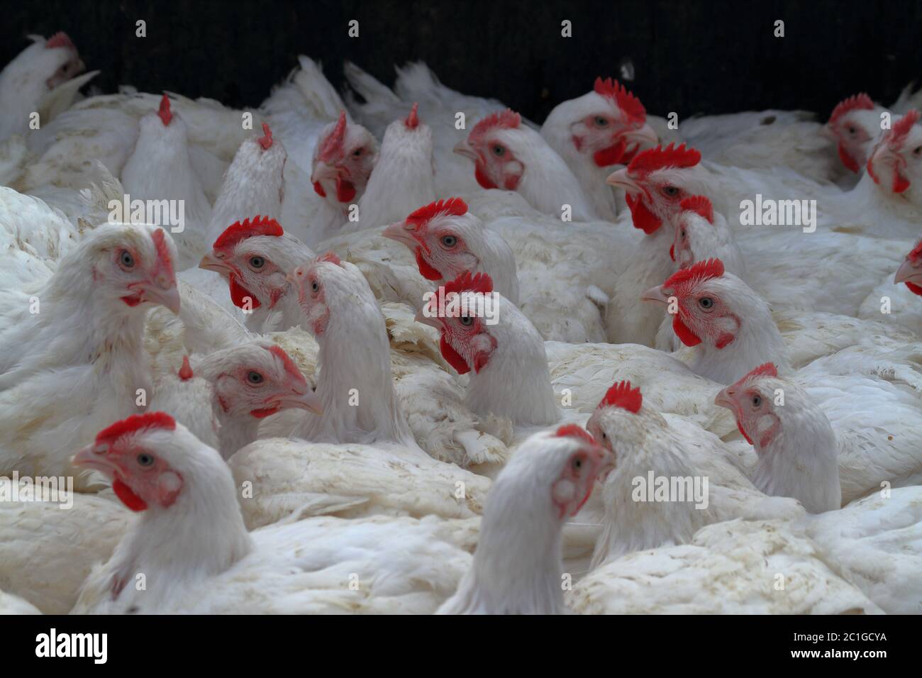 Mass livestock farming on poultry farms Stock Photo - Alamy