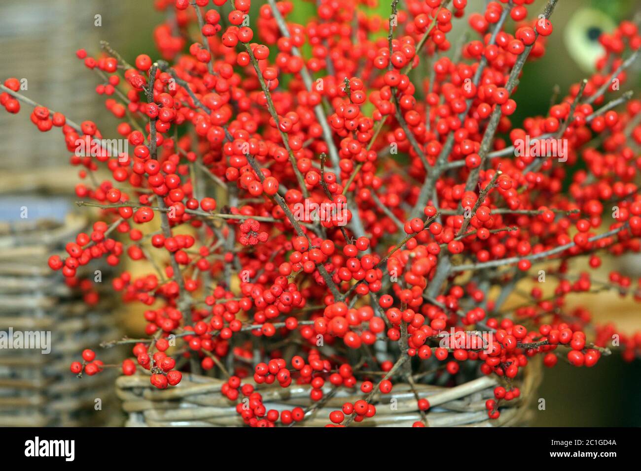 Branches with red berries Stock Photo - Alamy