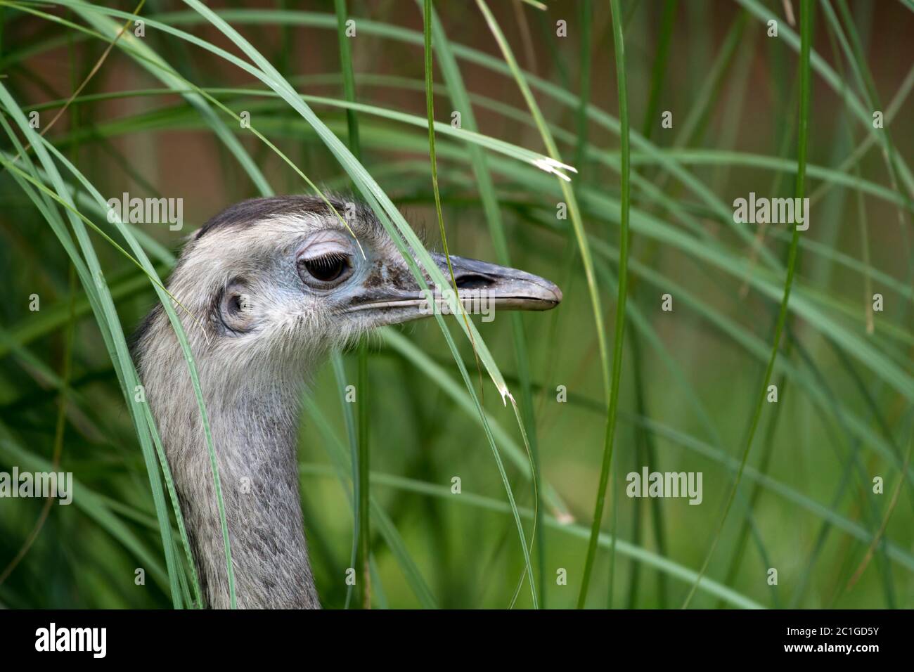 Rhea plant hi-res stock photography and images - Alamy