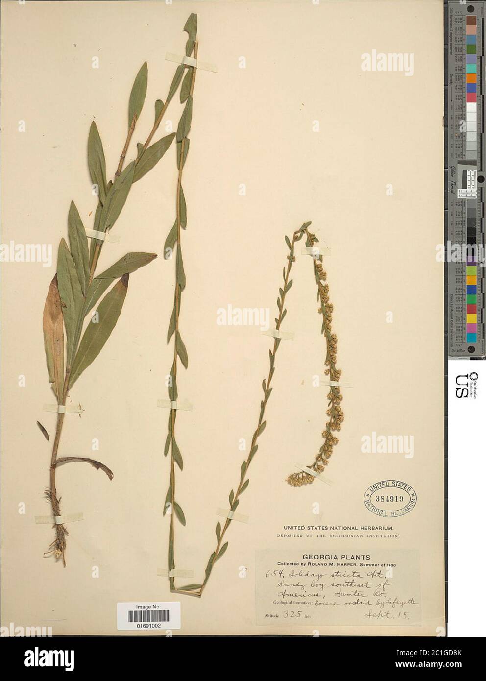 Solidago Stricta