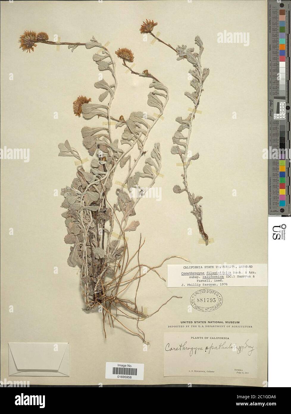 Corethrogyne filaginifolia var californica DC Saroyan Corethrogyne ...